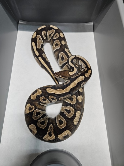 Mystic Ball Python by Split-Tongue Exotics