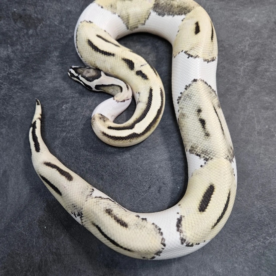 Tripie Ball Python by Split-Tongue Exotics