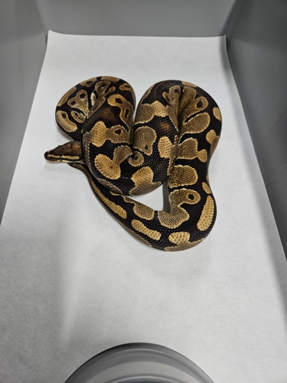 Russo Het Piebald Ball Python by Split-Tongue Exotics
