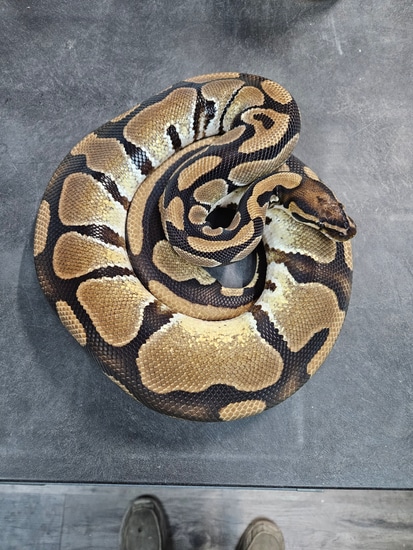 Ultra Ball Python by Split-Tongue Exotics