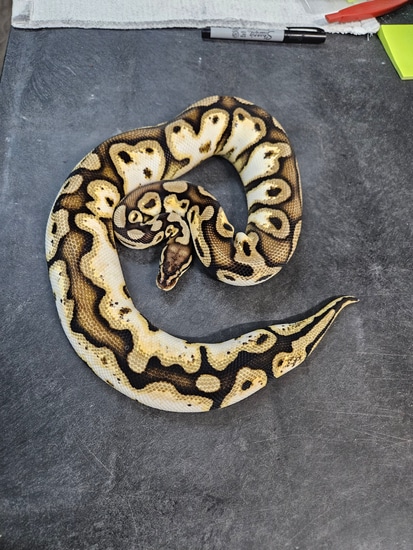 Suffix Ball Python by Split-Tongue Exotics