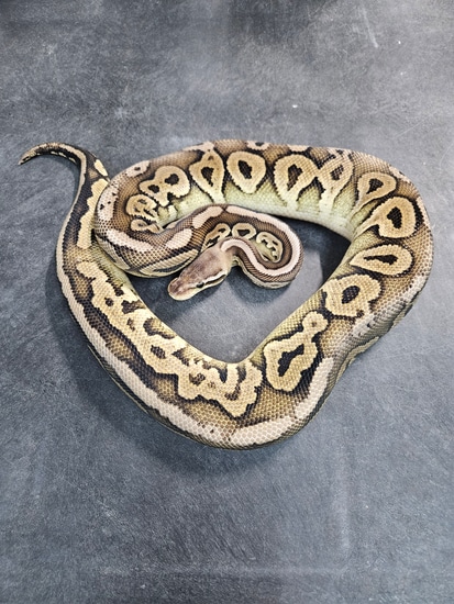 Ninja Ball Python by Split-Tongue Exotics