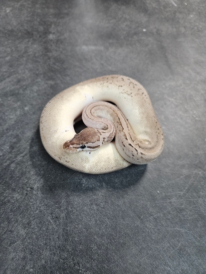 Brenah Ball Python by Split-Tongue Exotics