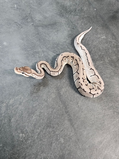VPI Pinstripe Od 66% Het Pied 50% Het DG Ball Python by Split-Tongue ...