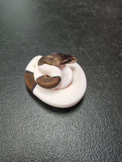 Mahogany Black Pastel Piebald Ball Python by Split-Tongue Exotics