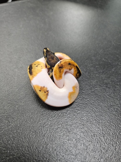 Pied Ball Python by Split-Tongue Exotics