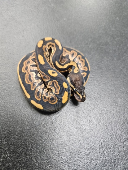 Black Pastel Het Piebald Ball Python by Split-Tongue Exotics