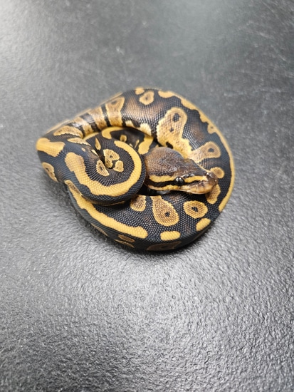 Mahogany Het Piebald Ball Python by Split-Tongue Exotics