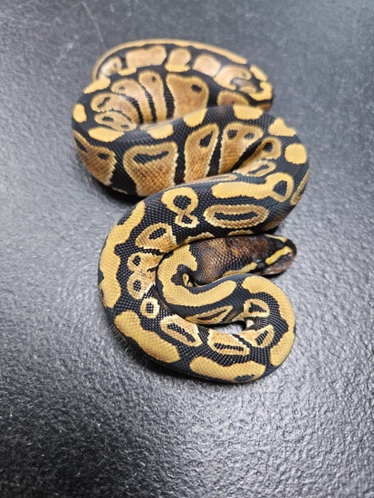 Het Piebald Ball Python by Split-Tongue Exotics