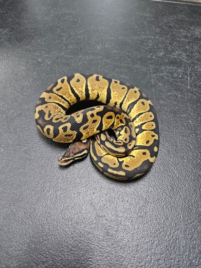 Redo Ball Python by Split-Tongue Exotics