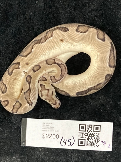SK Clown Enchi Ball Python by Split-Tongue Exotics