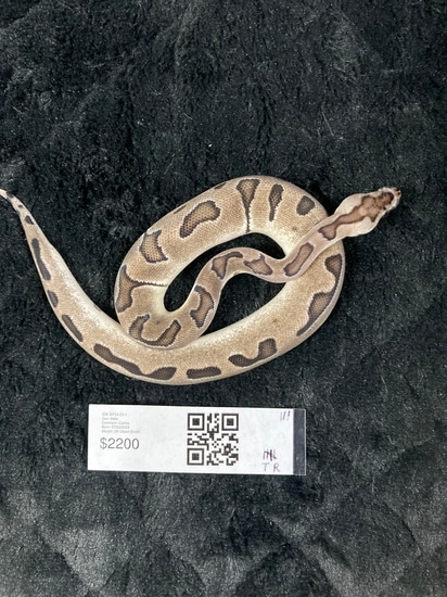 SK Clown Enchi Ball Python by Split-Tongue Exotics