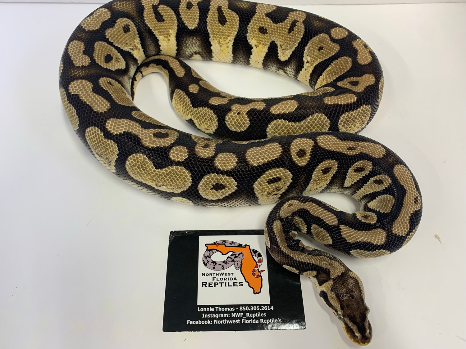 (Pre-Black Friday Sale) Adult Females - Pastel Het Axanthic Ball Python ...