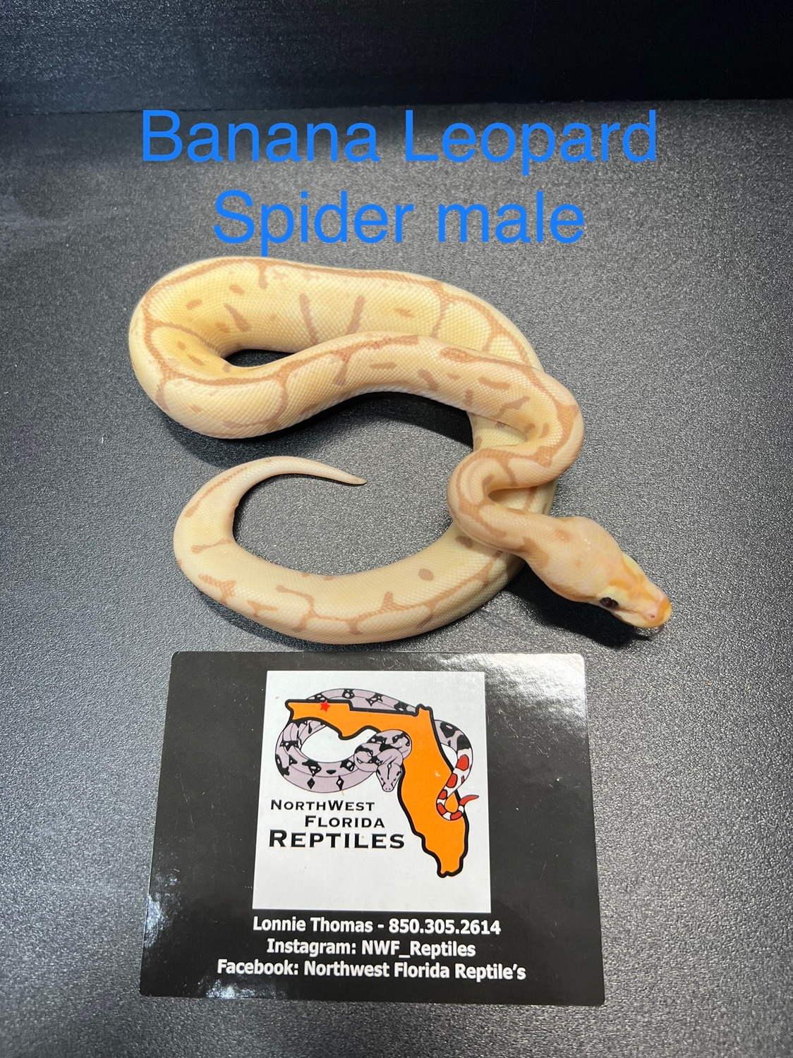 Banana Leopard Spider Ball Python by Northwest Florida Reptile's ...