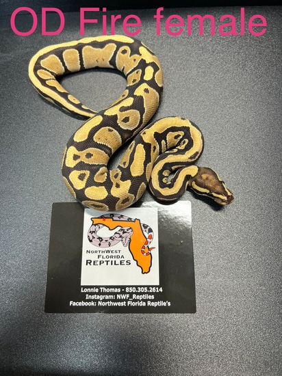 BOGO 1/2 Price Sale) Or (Wholesale Lots) **** OD Fire (Female) Ball Python by Northwest Florida ...
