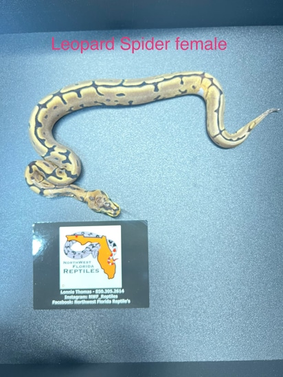 Leopard Spider Ball Python by Northwest Florida Reptile's