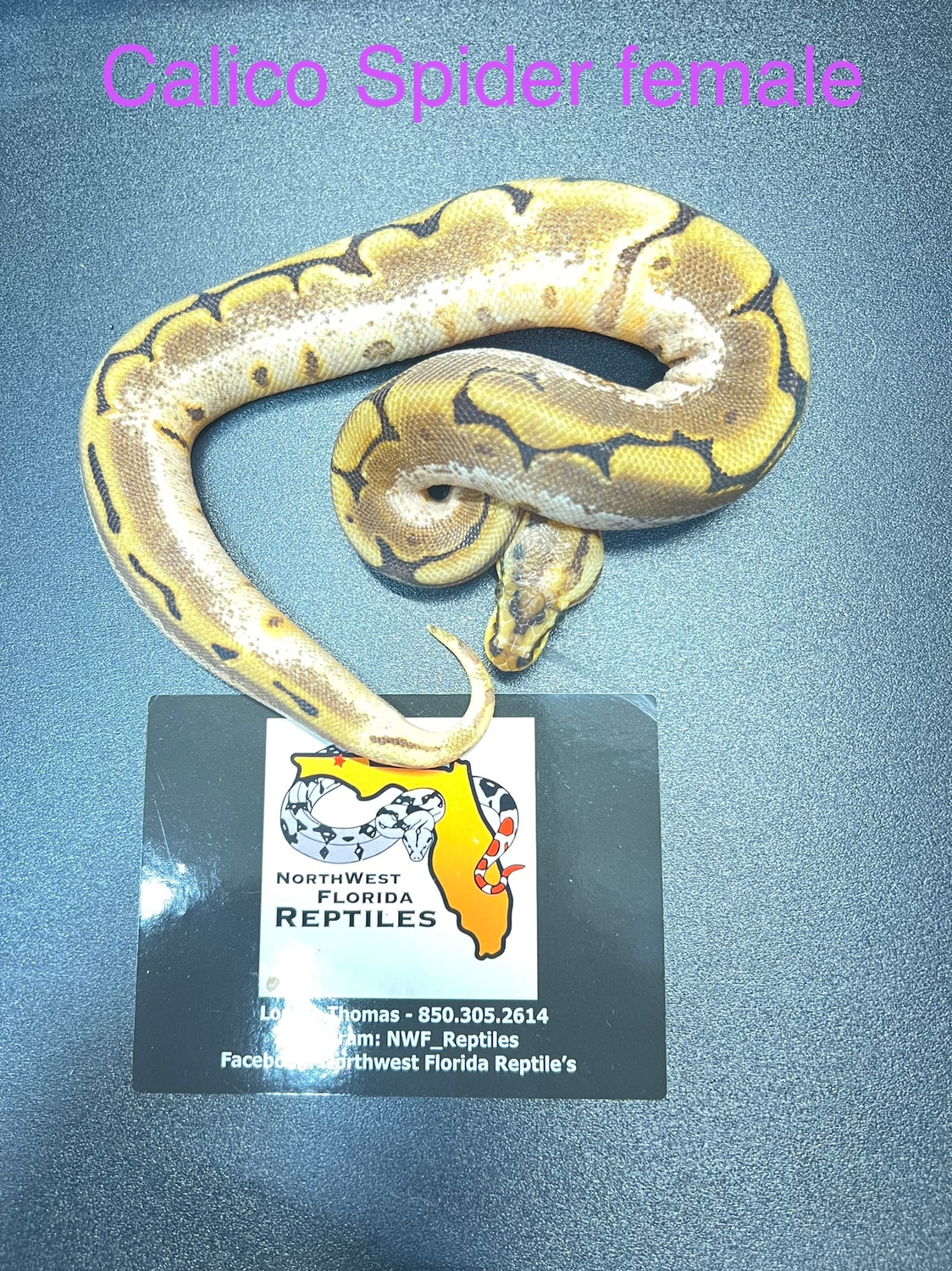 Spider Calico Poss Leopard Ball Python by Northwest Florida Reptile's ...
