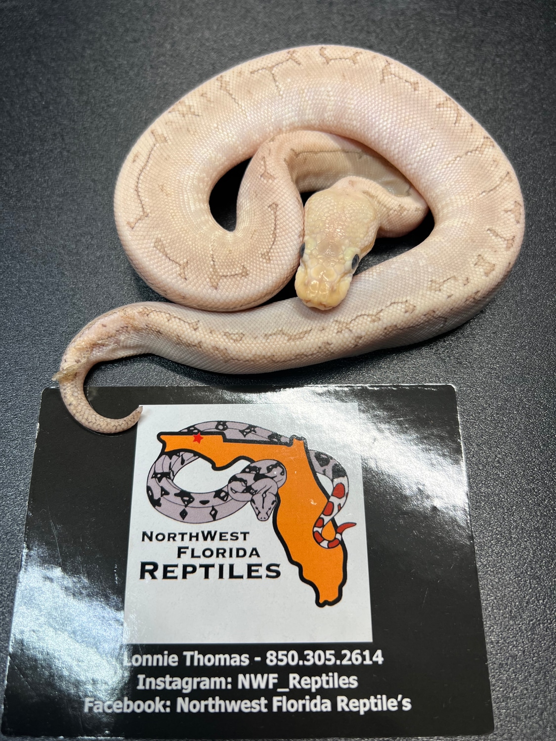 Bamboo, YB, Black Pastel, Pastel, Pinstripe Ball Python by Northwest ...