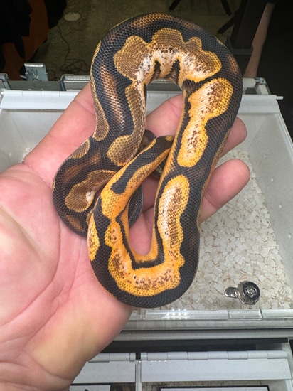 OD, YB, Enchi, Calico, Scrambler Ball Python by Northwest Florida Reptile's