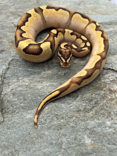 SCRAMBLER Male—OD, YB, Enchi, Fire, Scrambler Ball Python by Northwest ...