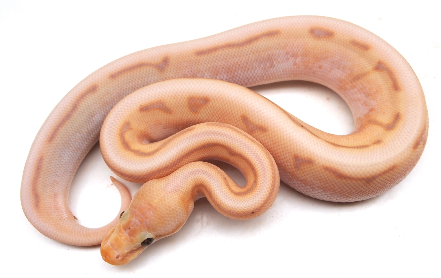 Banana Spider Genetic Stripe Ball Python by Kicks Balls - MorphMarket