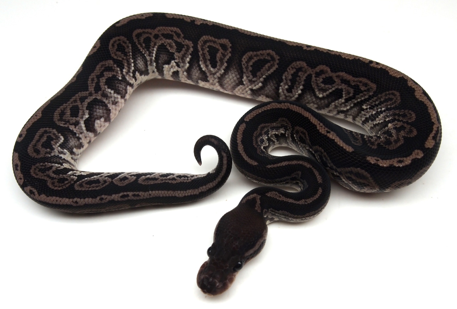 Onyx Ball Python by Kicks Balls - MorphMarket