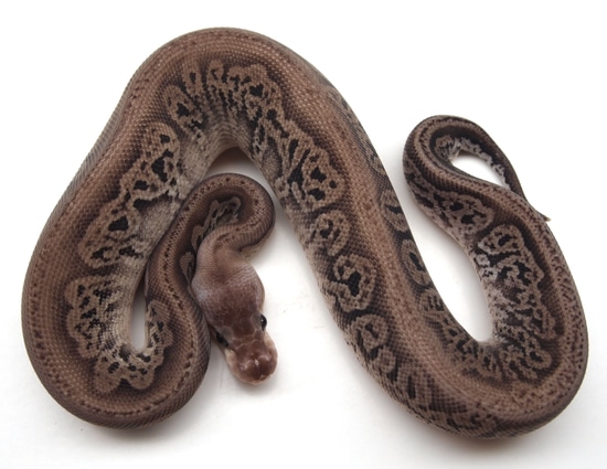 Pastel Onyx Ball Python by Kicks Balls