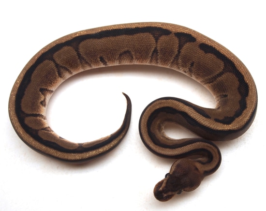 Genetic Stripe 100% Het Orange Ghost Ball Python by Kicks Balls