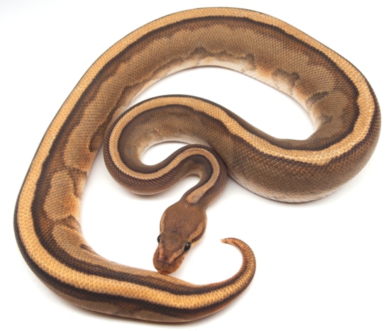 Orange Ghost Genetic Stripe Ball Python by Kicks Balls