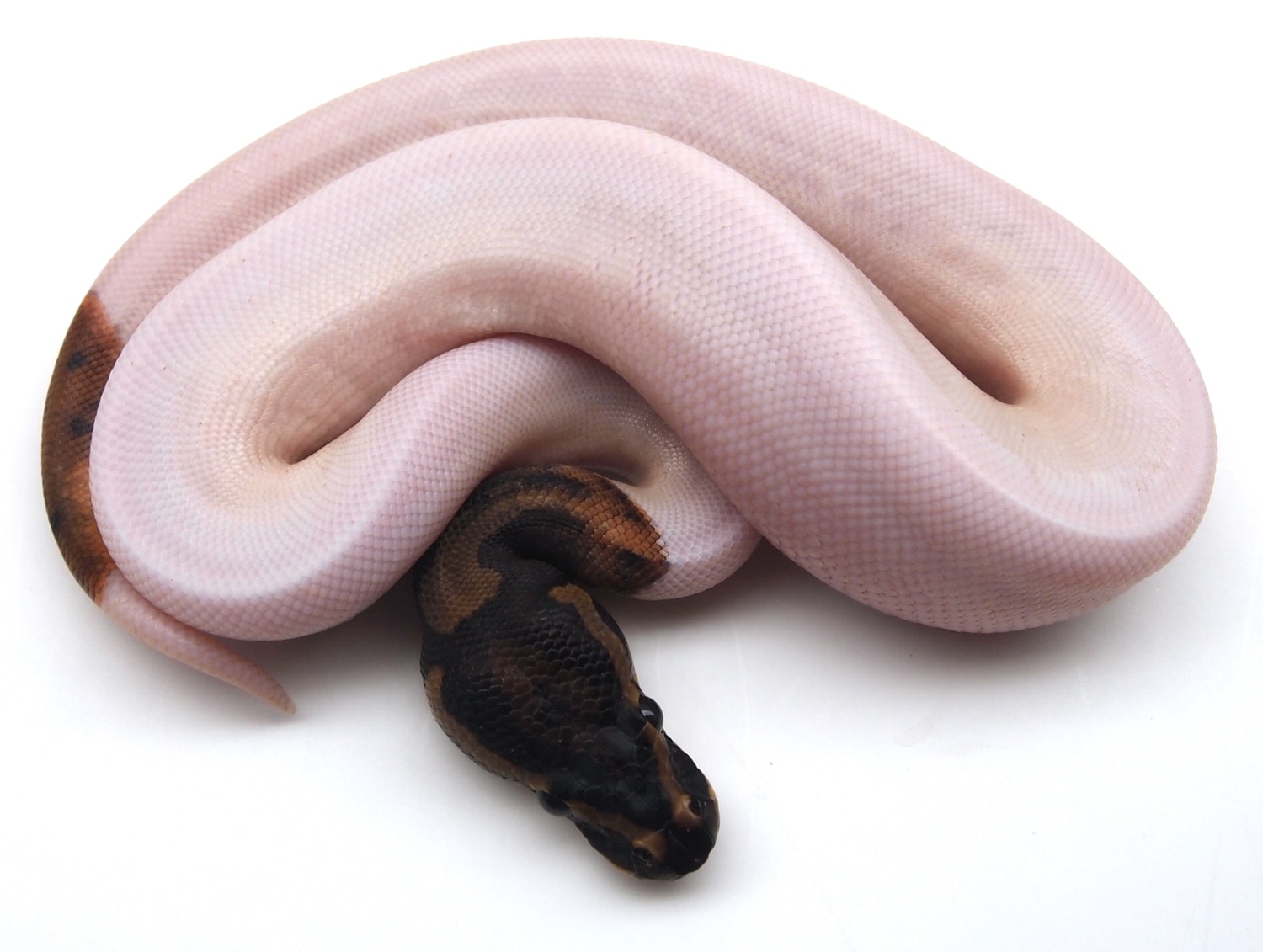 Pied Hi White Ball Python by Kicks Balls - MorphMarket