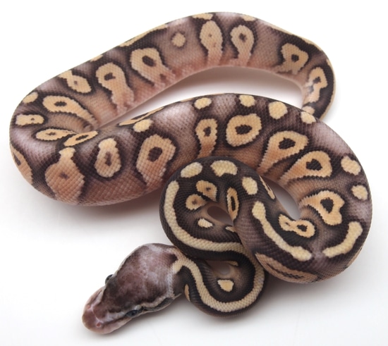 Super Pastel Mojave Ball Python by Kicks Balls