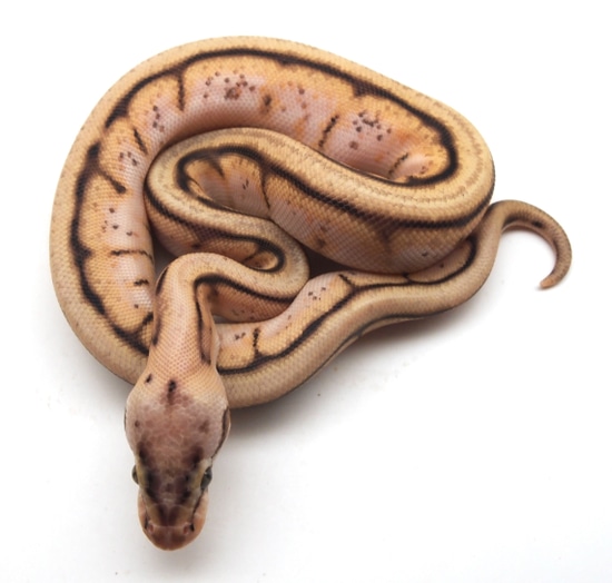 Hornet Ball Python by Kicks Balls
