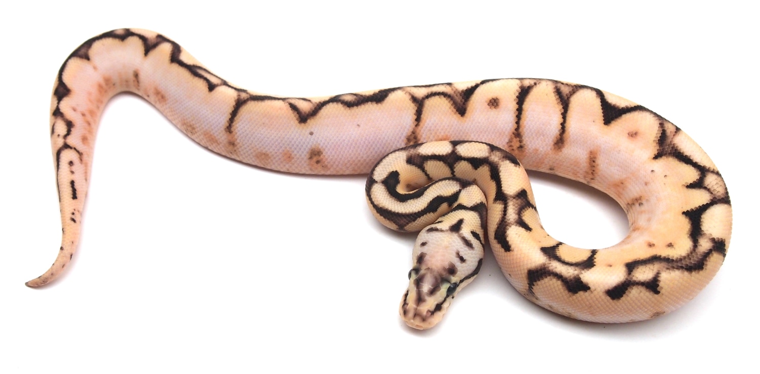 Killerbee Sugar Yellow Belly Ball Python by Kicks Balls - MorphMarket