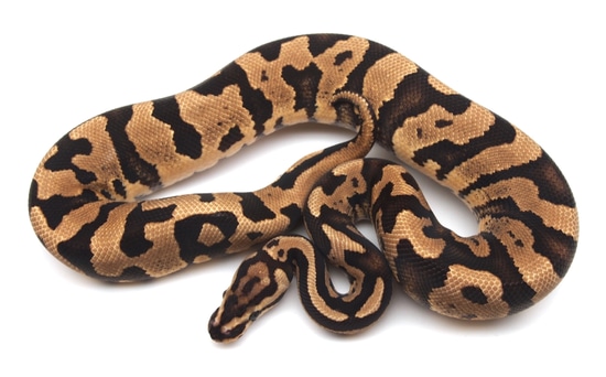 Static Combo Ball Python by Kicks Balls
