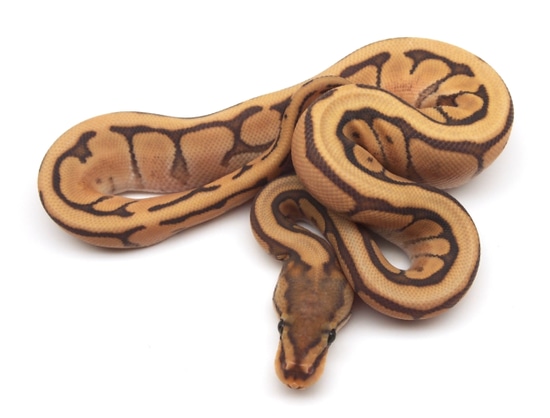 Spider Mojave Orange Ghost 100% Het Genetic Stripe Ball Python by Kicks Balls