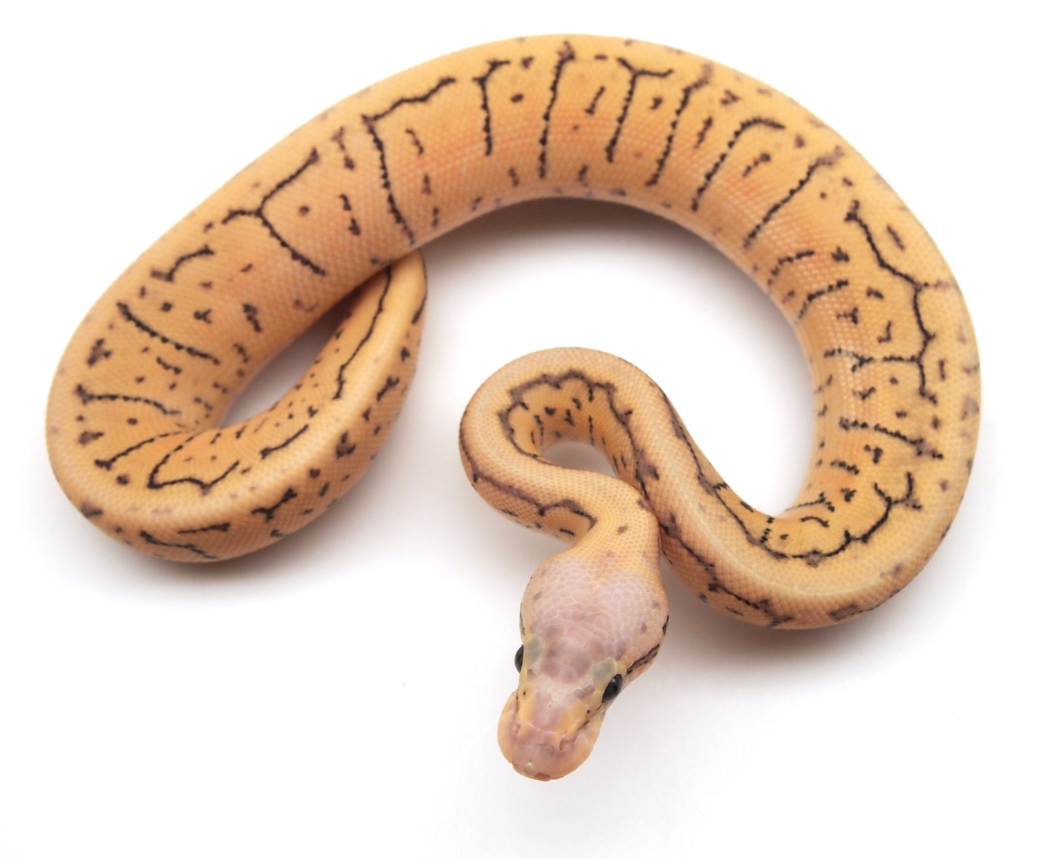 Spotnose Superblast Ball Python by Kicks Balls - MorphMarket