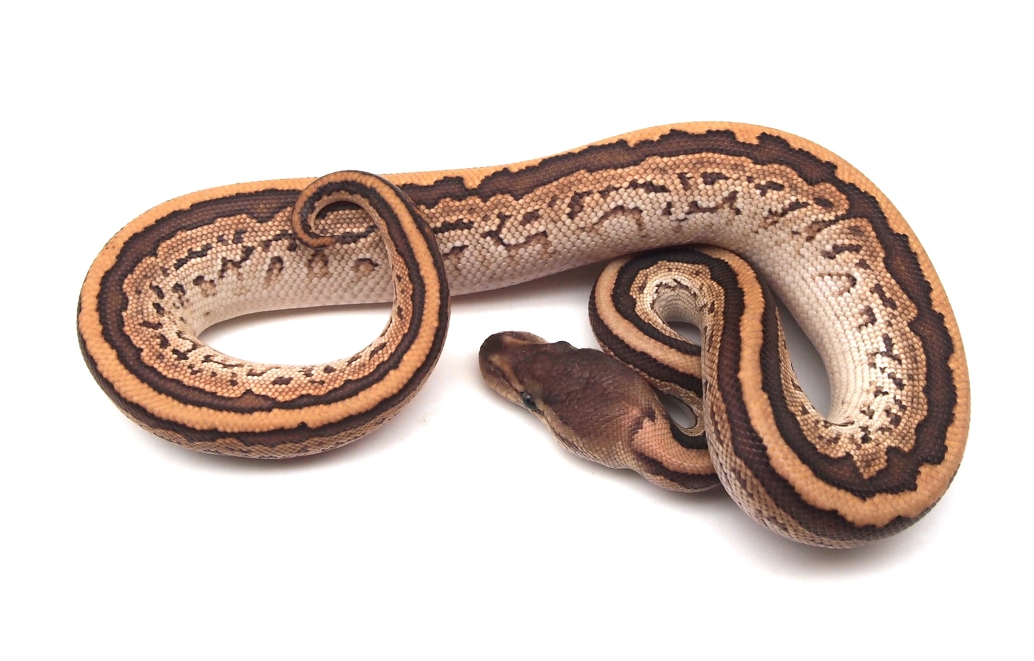 Black Pastel Mojave Pinstripe 100% Het Orange Ghost Ball Python by ...