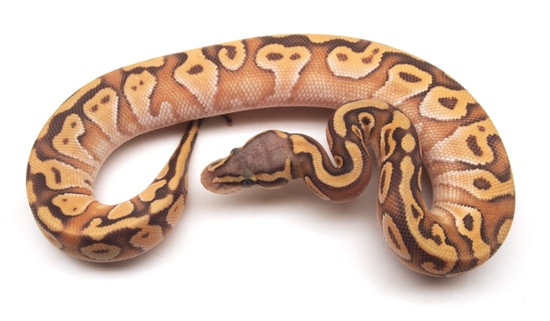Enchi Pastave Orange Ghost Ball Python by Kicks Balls