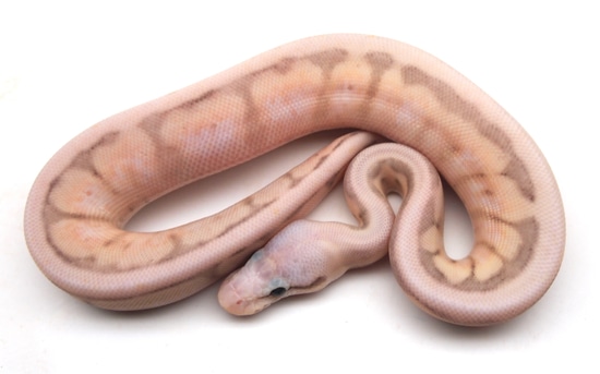 Killer Hornet Orange Ghost Ball Python by Kicks Balls