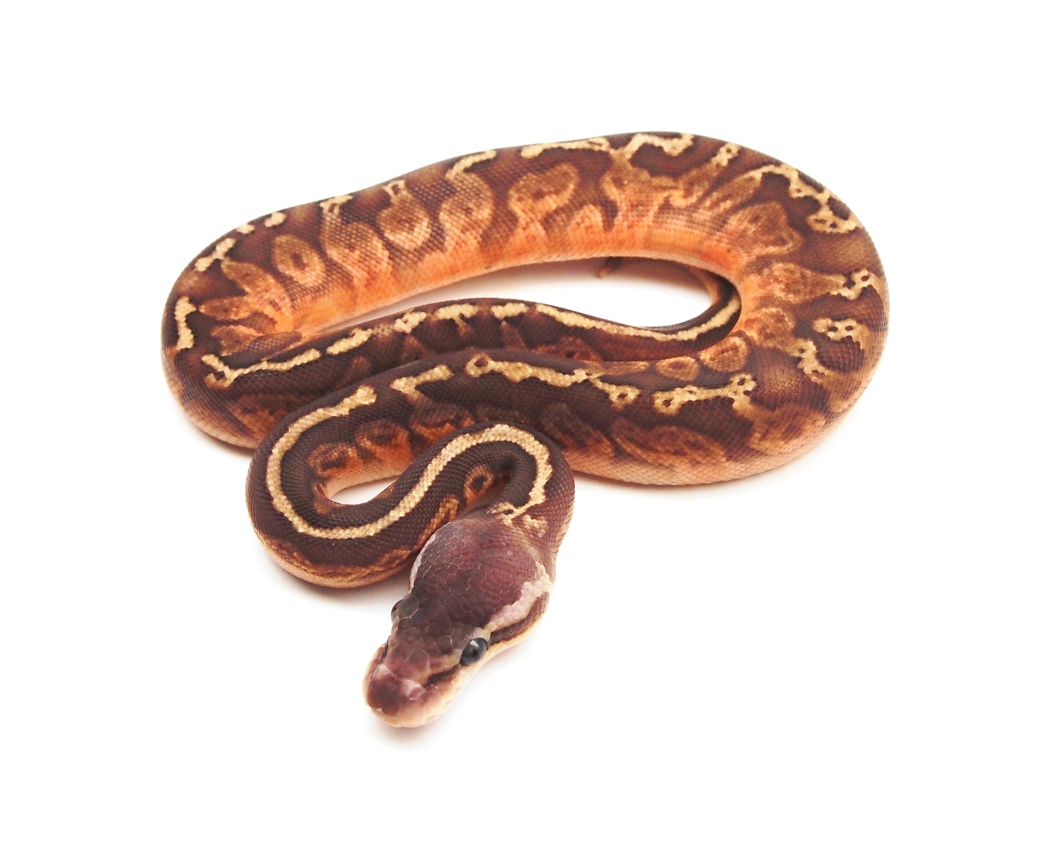 Sunset Pastel Ball Python by Kicks Balls - MorphMarket