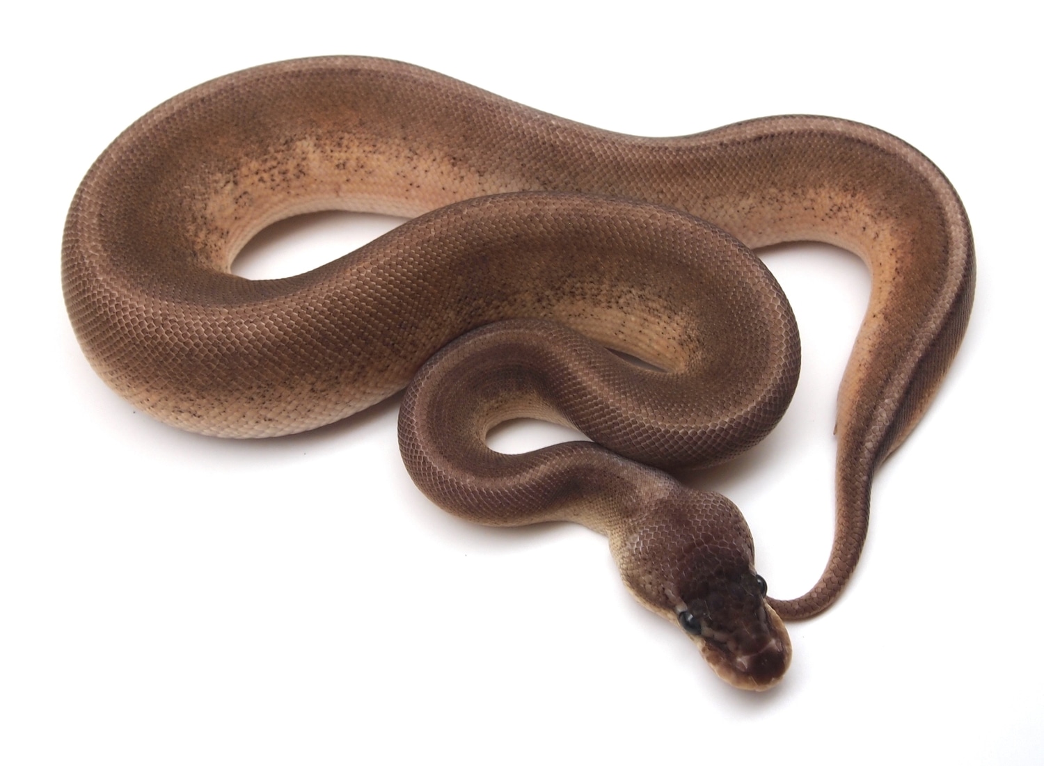 Pewter Genetic Stripe Ball Python by Kicks Balls - MorphMarket