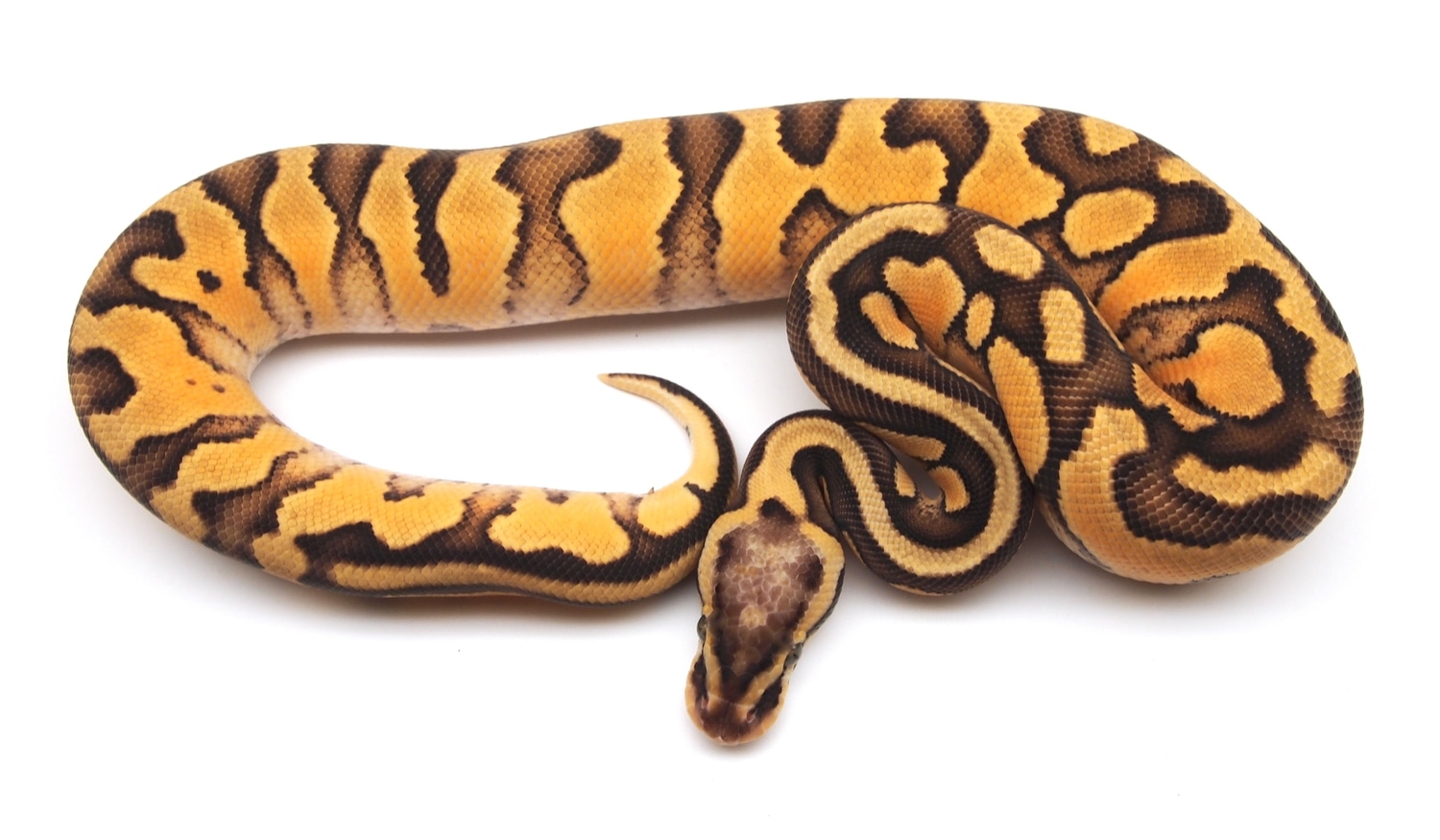 Super Pastel Enchi Surge Ball Python by Kicks Balls - MorphMarket