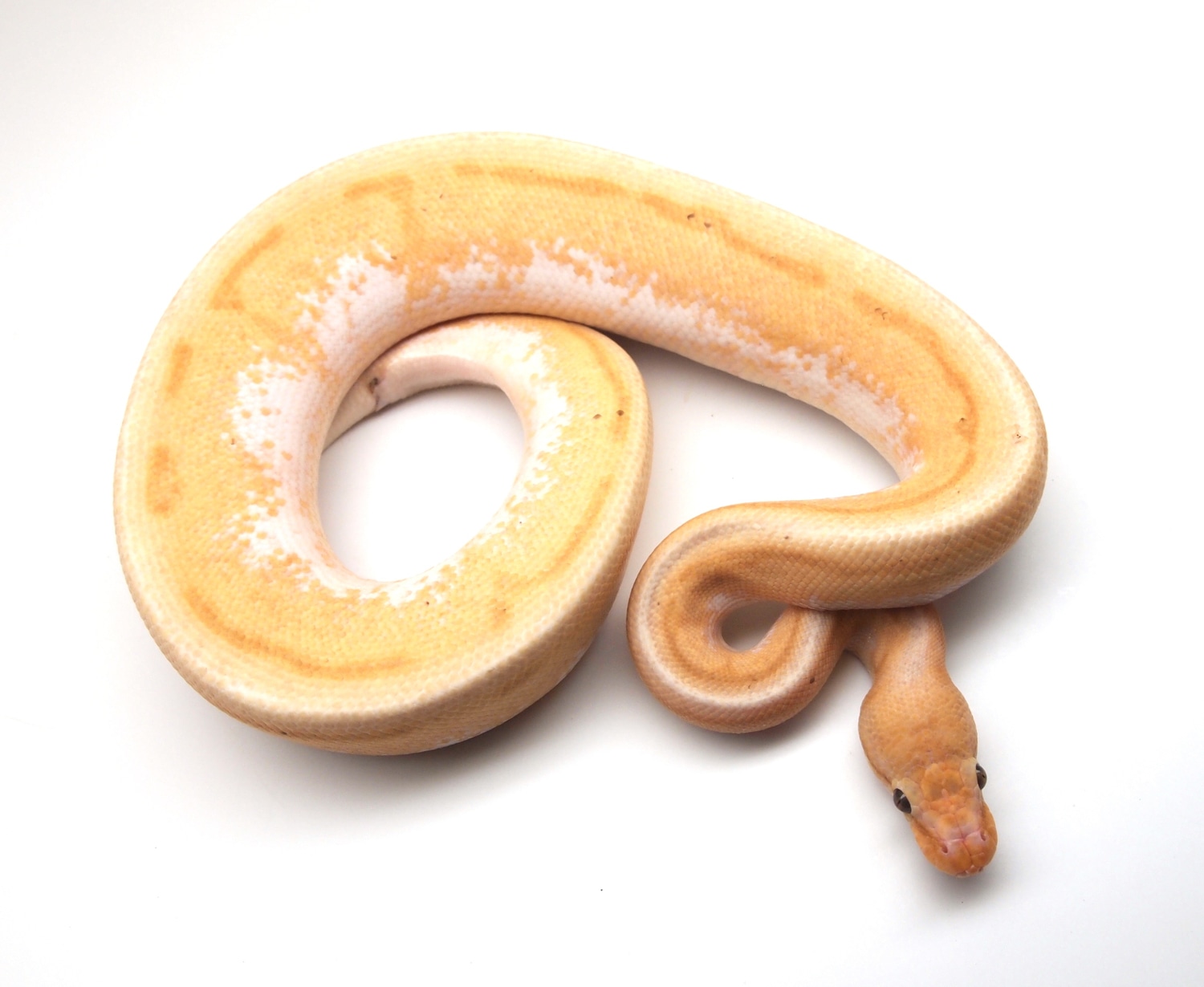Banana Spider Genetic Stripe Ball Python by Kicks Balls - MorphMarket