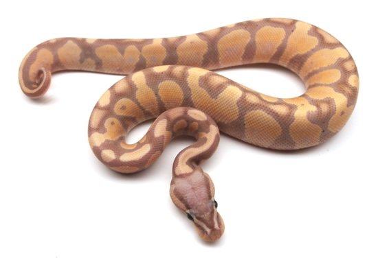 Pastel Banana Desert Ghost Ball Python by Kicks Balls