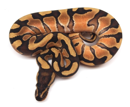 Enchi Russo Ball Python by Kicks Balls