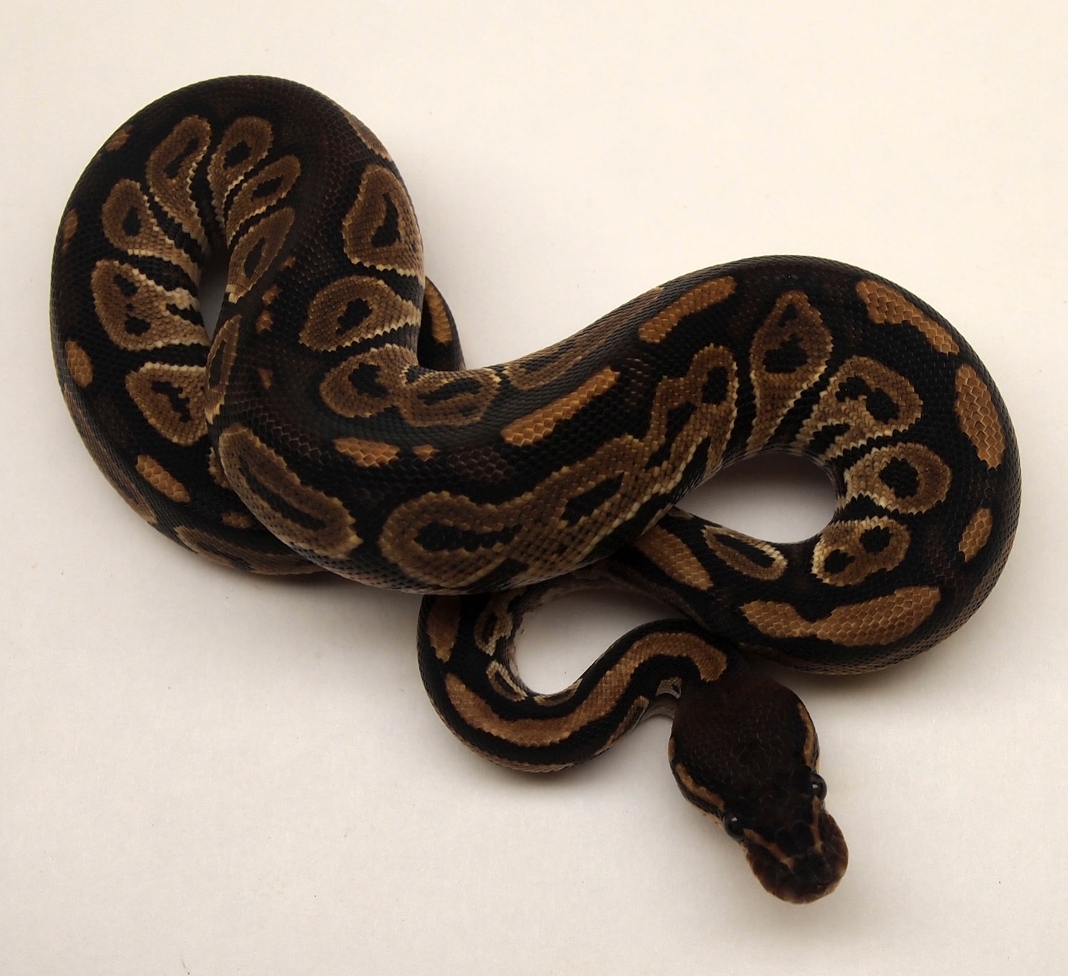 Bongo Mojave Ball Python by Kicks Balls - MorphMarket
