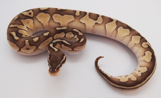 Pastel Lesser 100% Het Sunset Ball Python by Kicks Balls