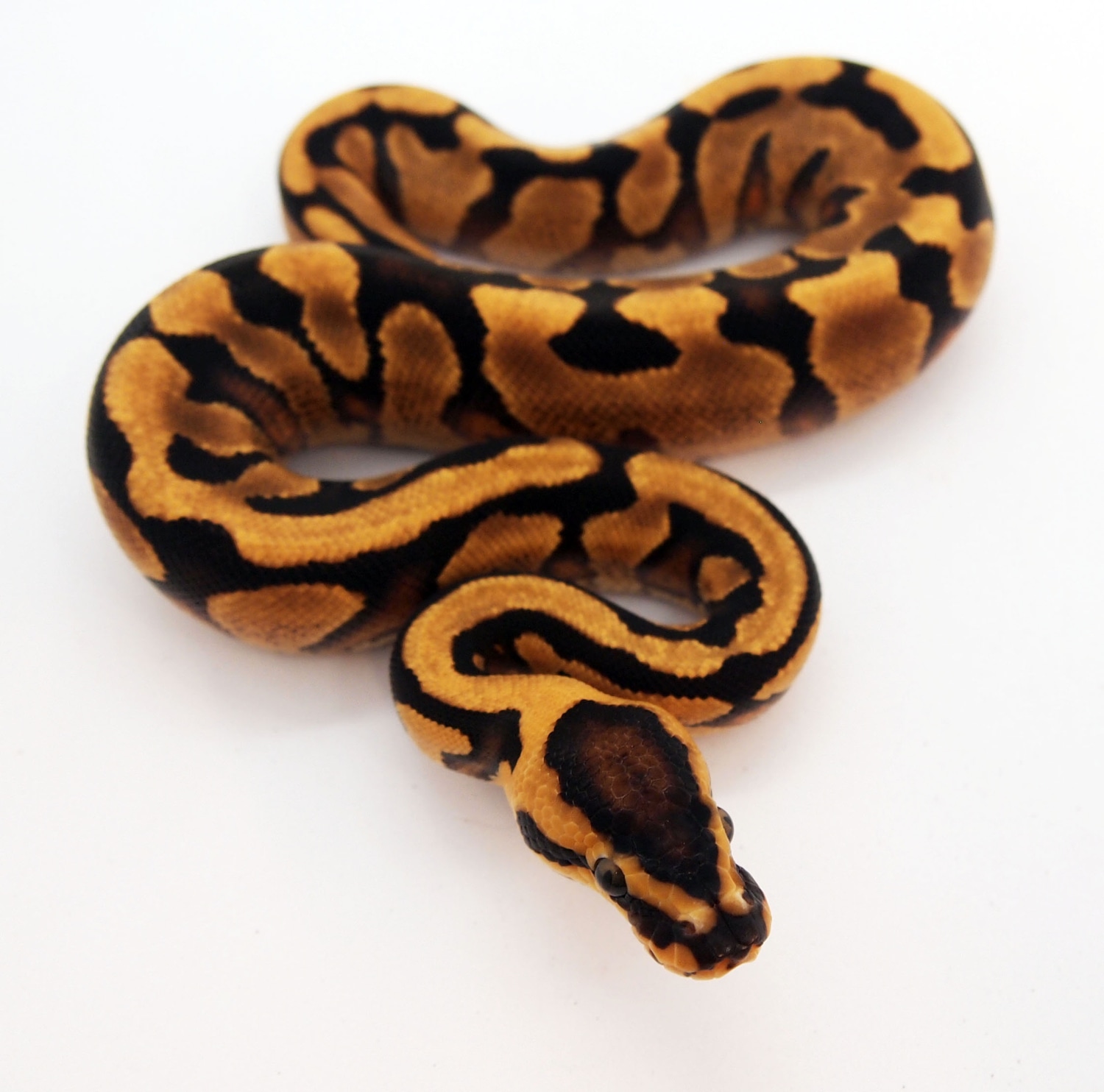 Enchi Red Stripe 100% Het Clown Ball Python by Kicks Balls - MorphMarket