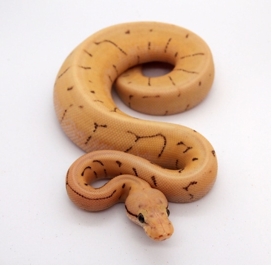 Spinner Blast Desert Ghost Ball Python by Kicks Balls
