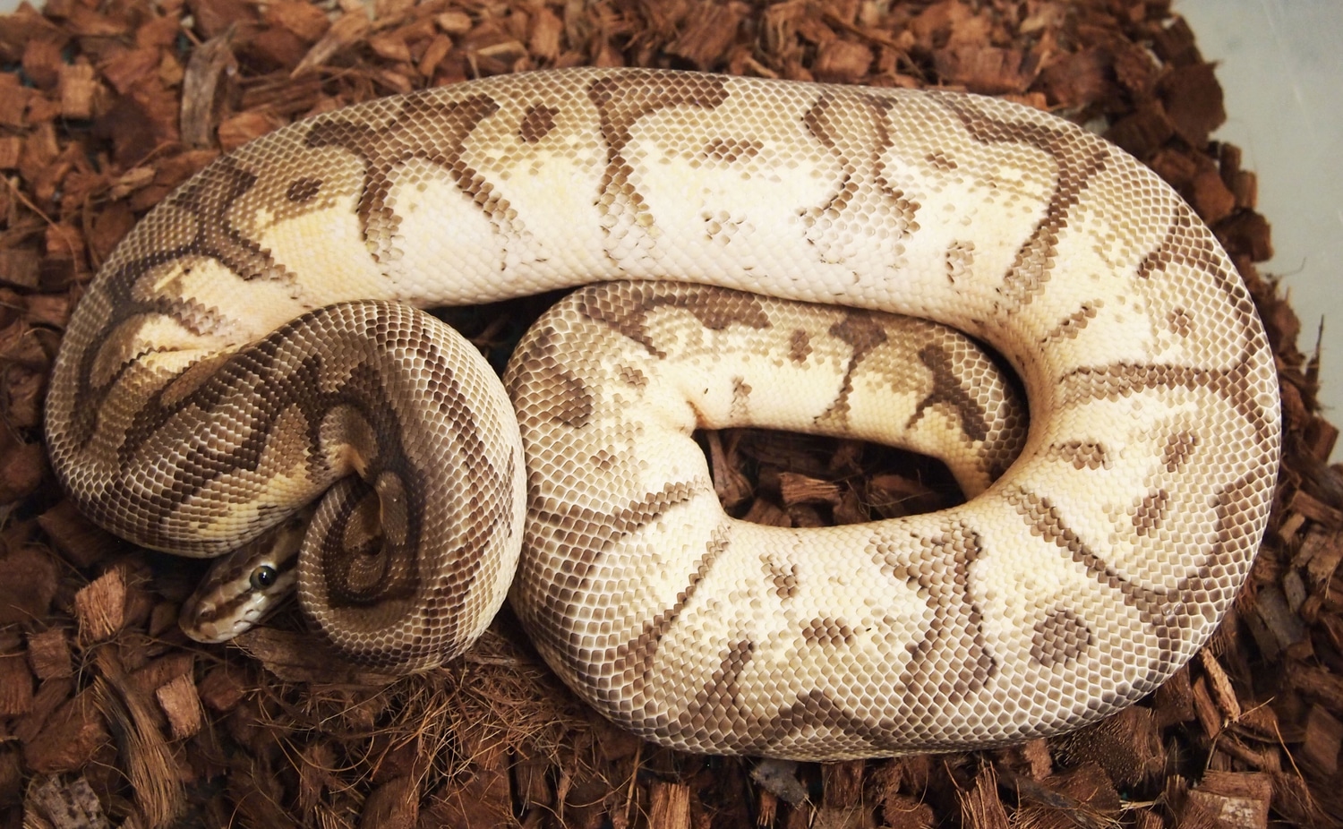 Bumblebee Mojave Surge Ball Python by Kicks Balls - MorphMarket